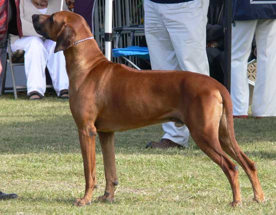 Guna – Riginal Rhodesian Ridgebacks
