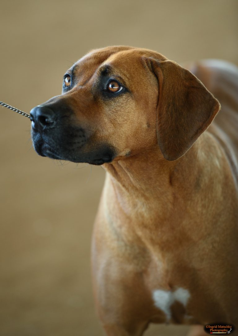 Riginal Rhodesian Ridgebacks – Rhodesian Ridgebacks, Queensland, Australia