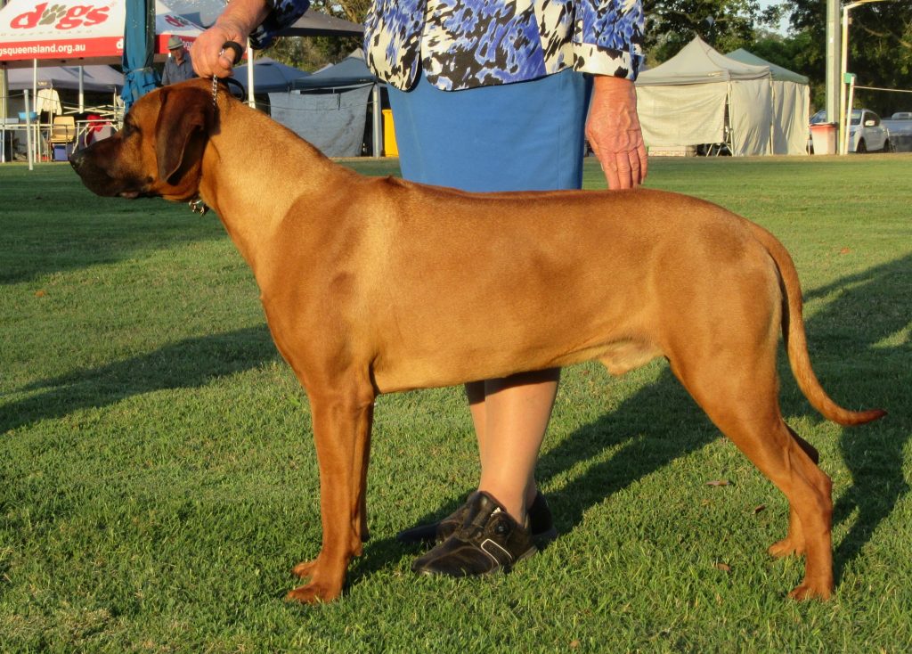 Doulens Champions 8 – Riginal Rhodesian Ridgebacks