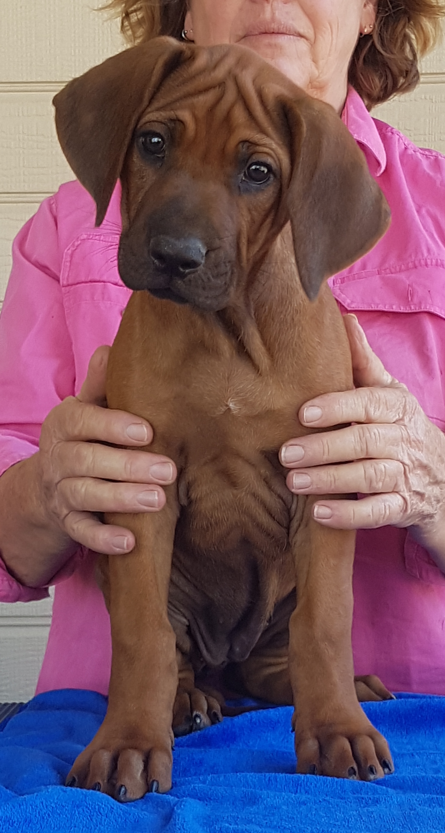 Pirate – Riginal Rhodesian Ridgebacks