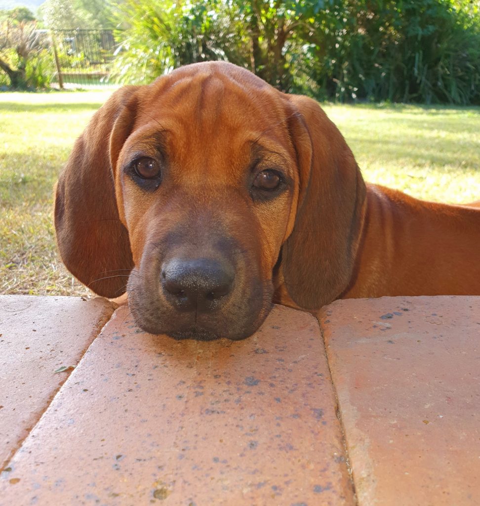 Updates 2020 – Riginal Rhodesian Ridgebacks