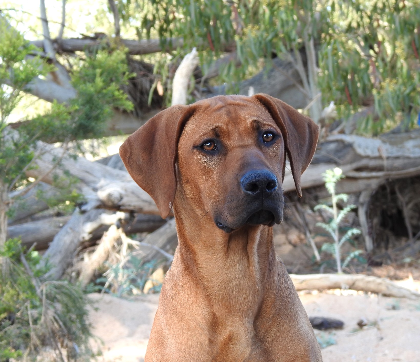 Pirate – Riginal Rhodesian Ridgebacks