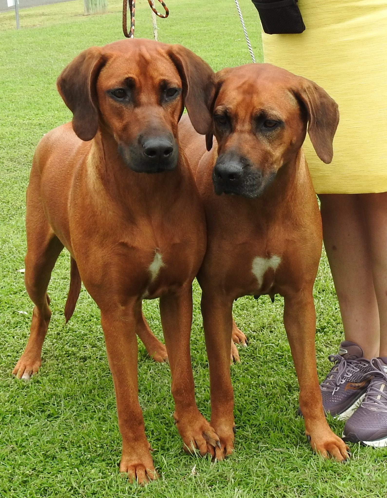Riginal Rhodesian Ridgebacks – Rhodesian Ridgebacks, Queensland, Australia