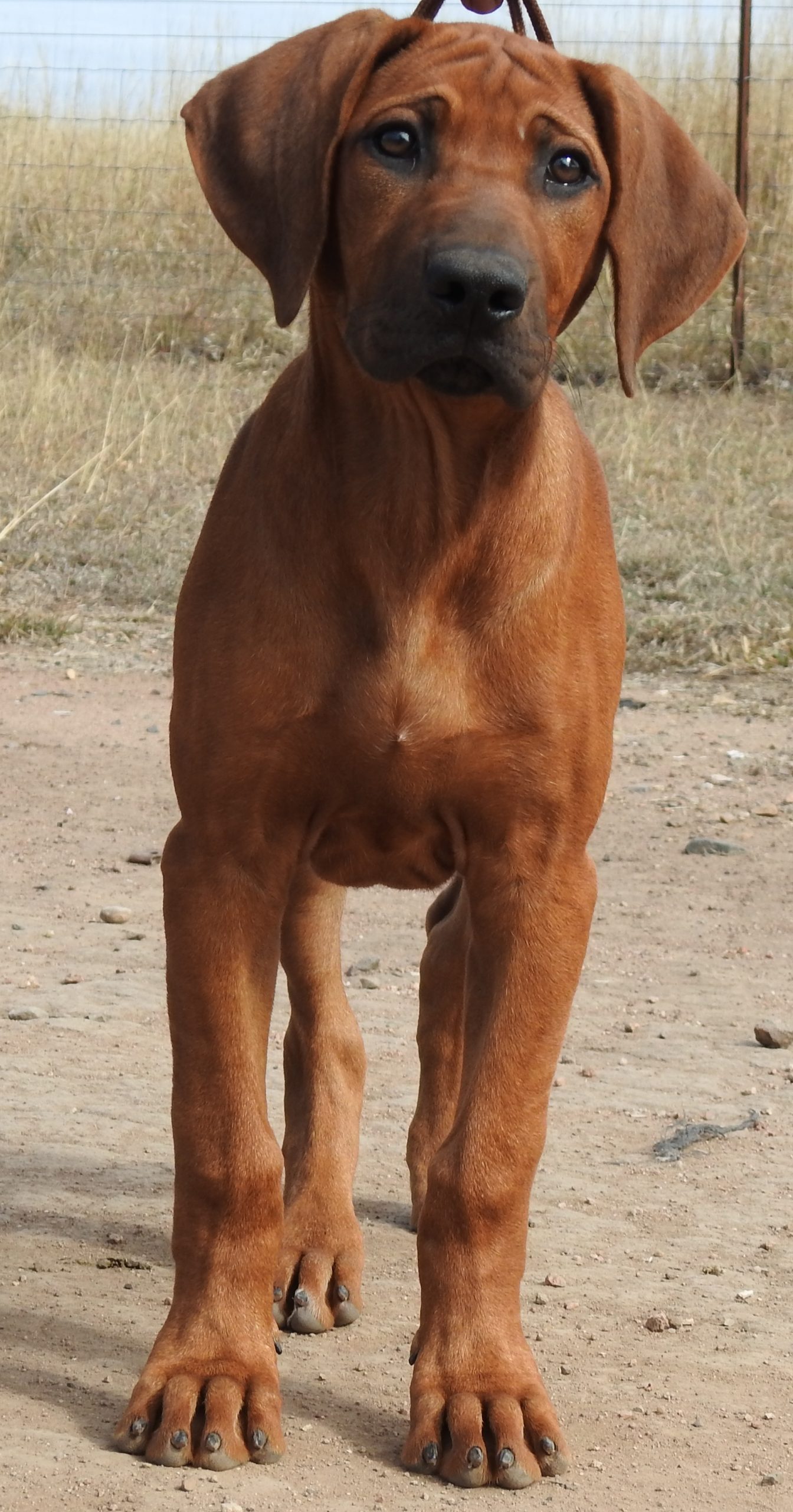 Pirate – Riginal Rhodesian Ridgebacks