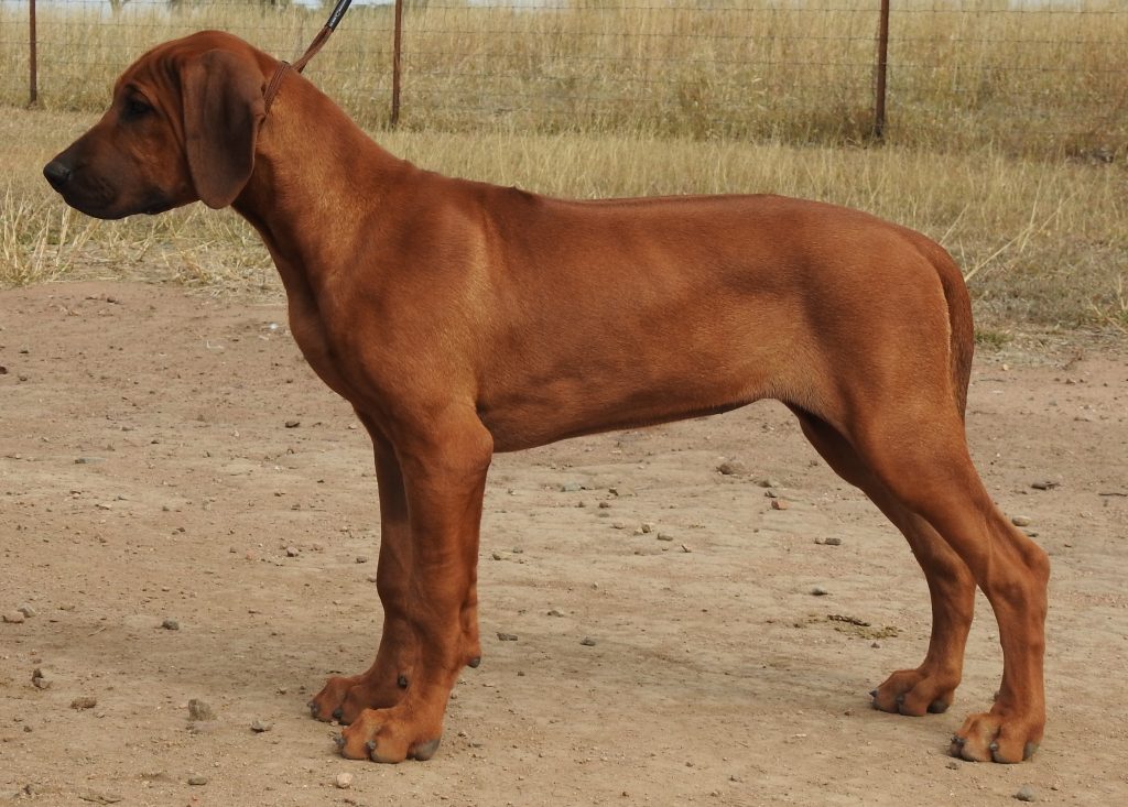 Pirate – Riginal Rhodesian Ridgebacks
