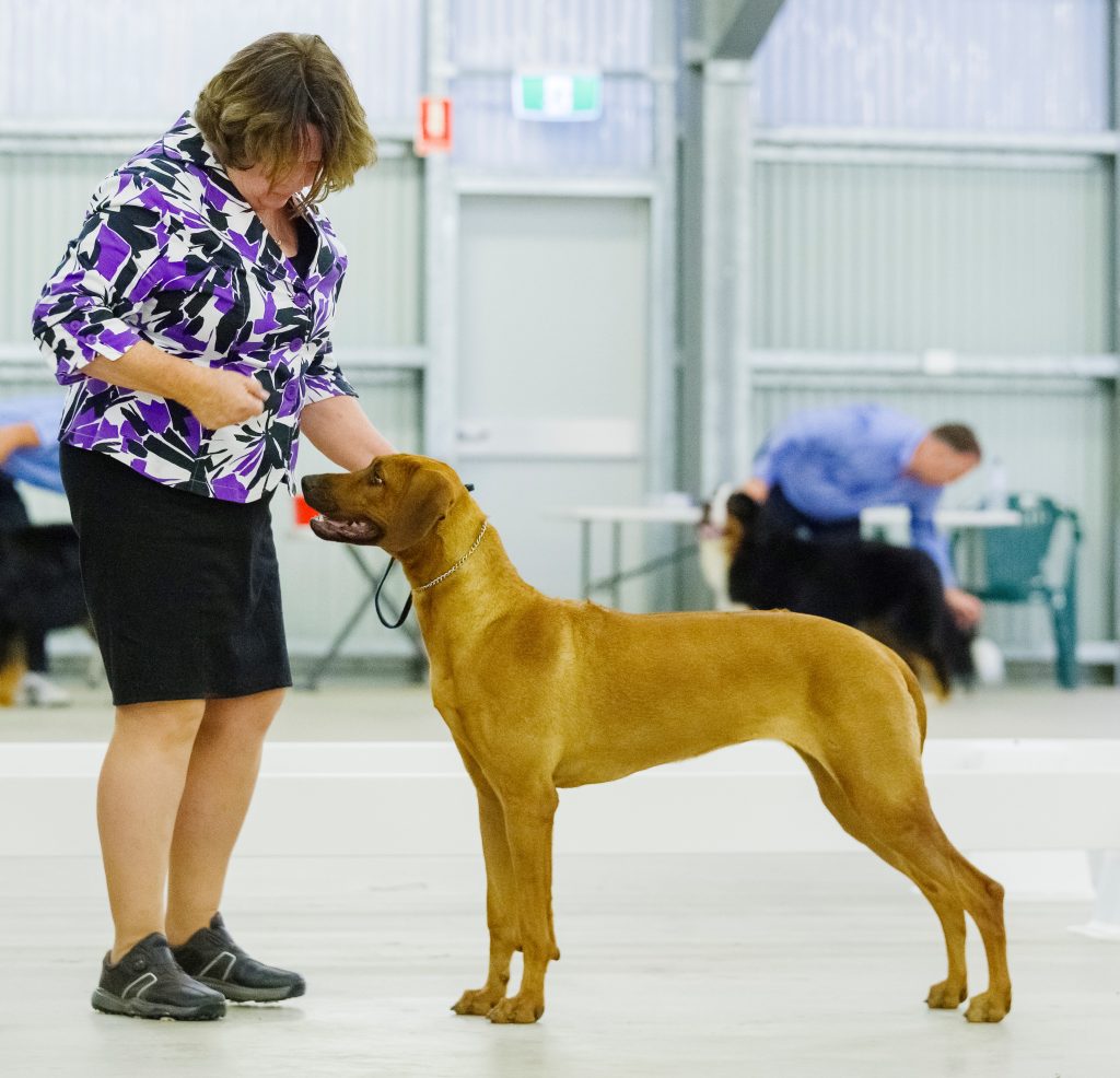 Pirate – Riginal Rhodesian Ridgebacks