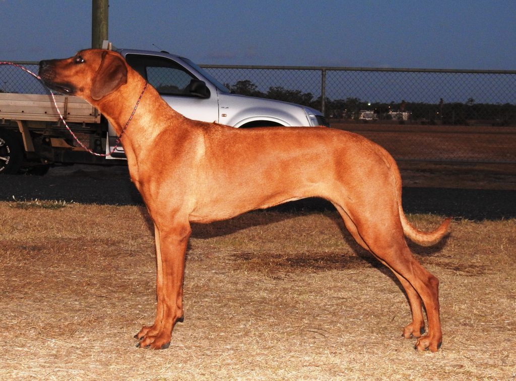 Pirate – Riginal Rhodesian Ridgebacks