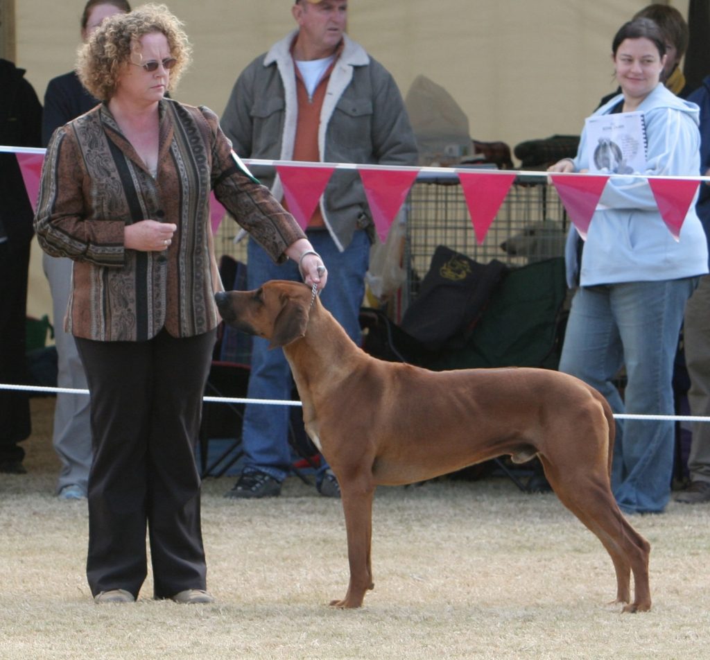 Guna – Riginal Rhodesian Ridgebacks