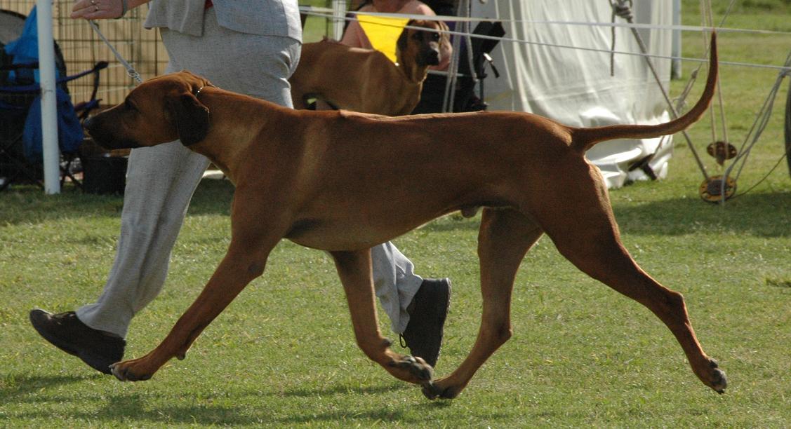 Guna – Riginal Rhodesian Ridgebacks