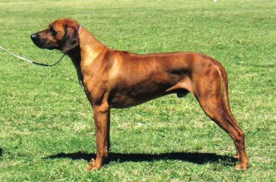 Guna – Riginal Rhodesian Ridgebacks