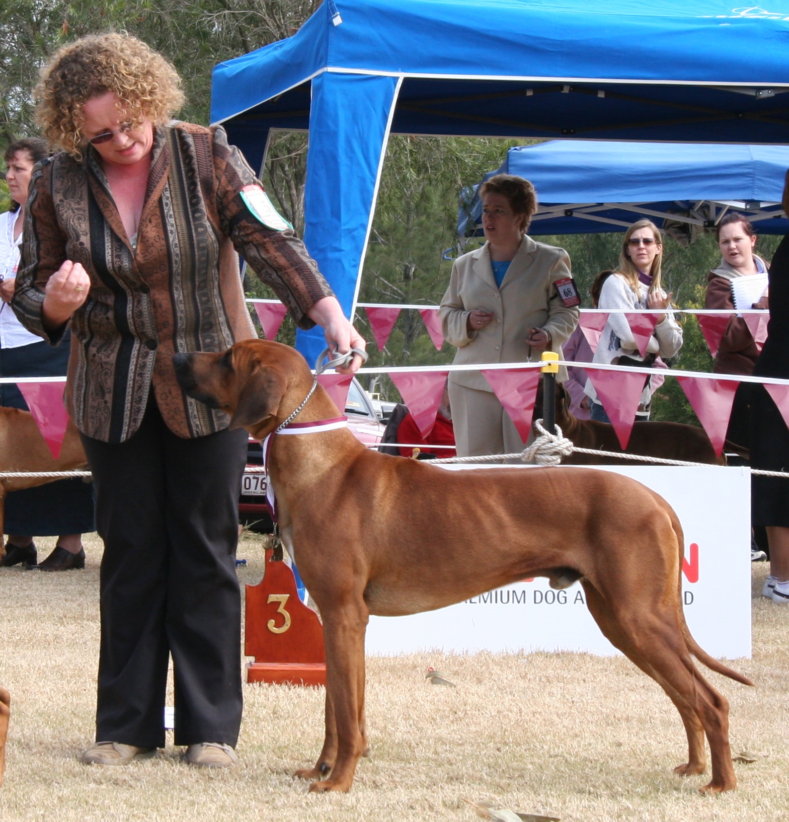 Guna – Riginal Rhodesian Ridgebacks