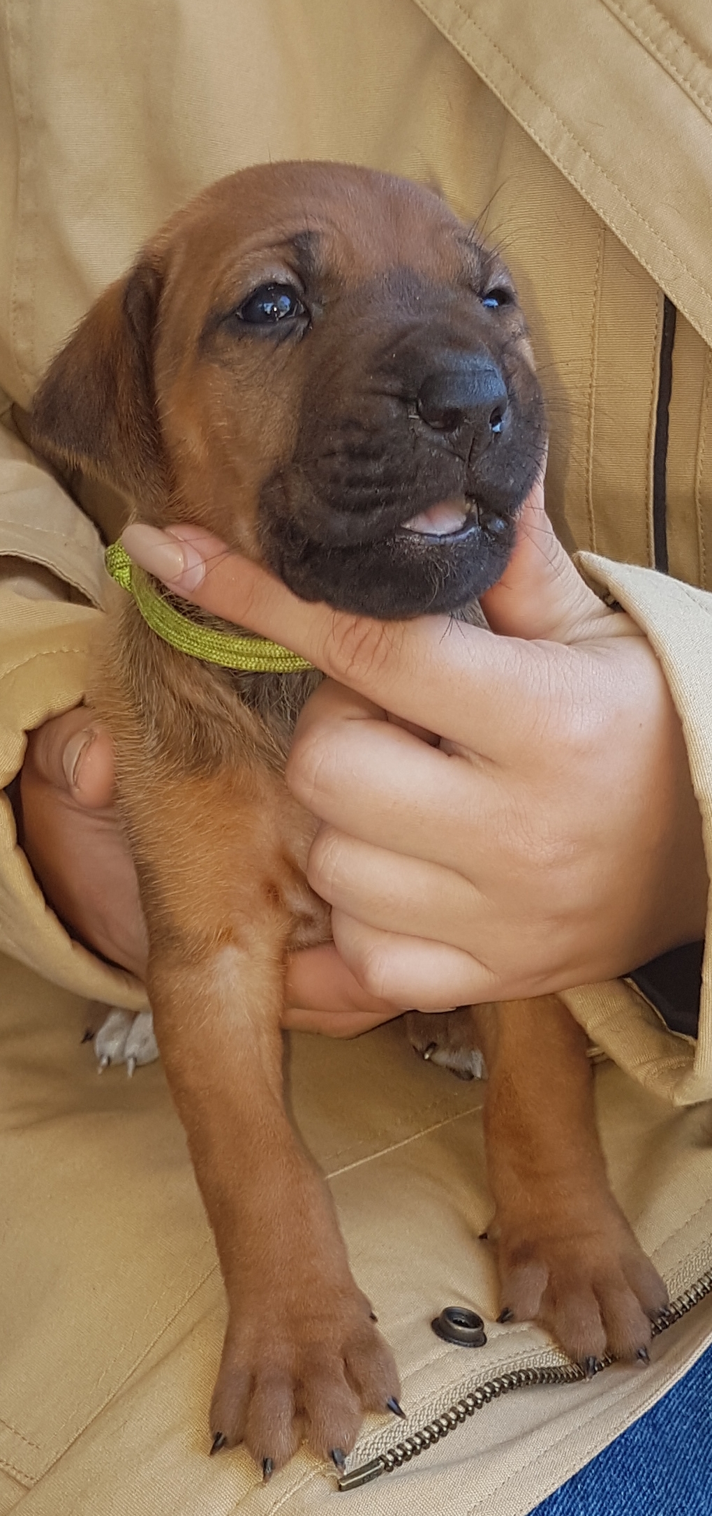 Litter No 18 Newborn to 24 Days – Riginal Rhodesian Ridgebacks