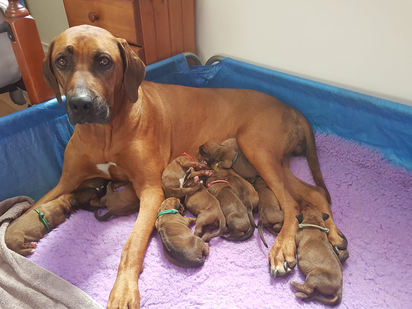 Litter No 18 Newborn to 24 Days – Riginal Rhodesian Ridgebacks