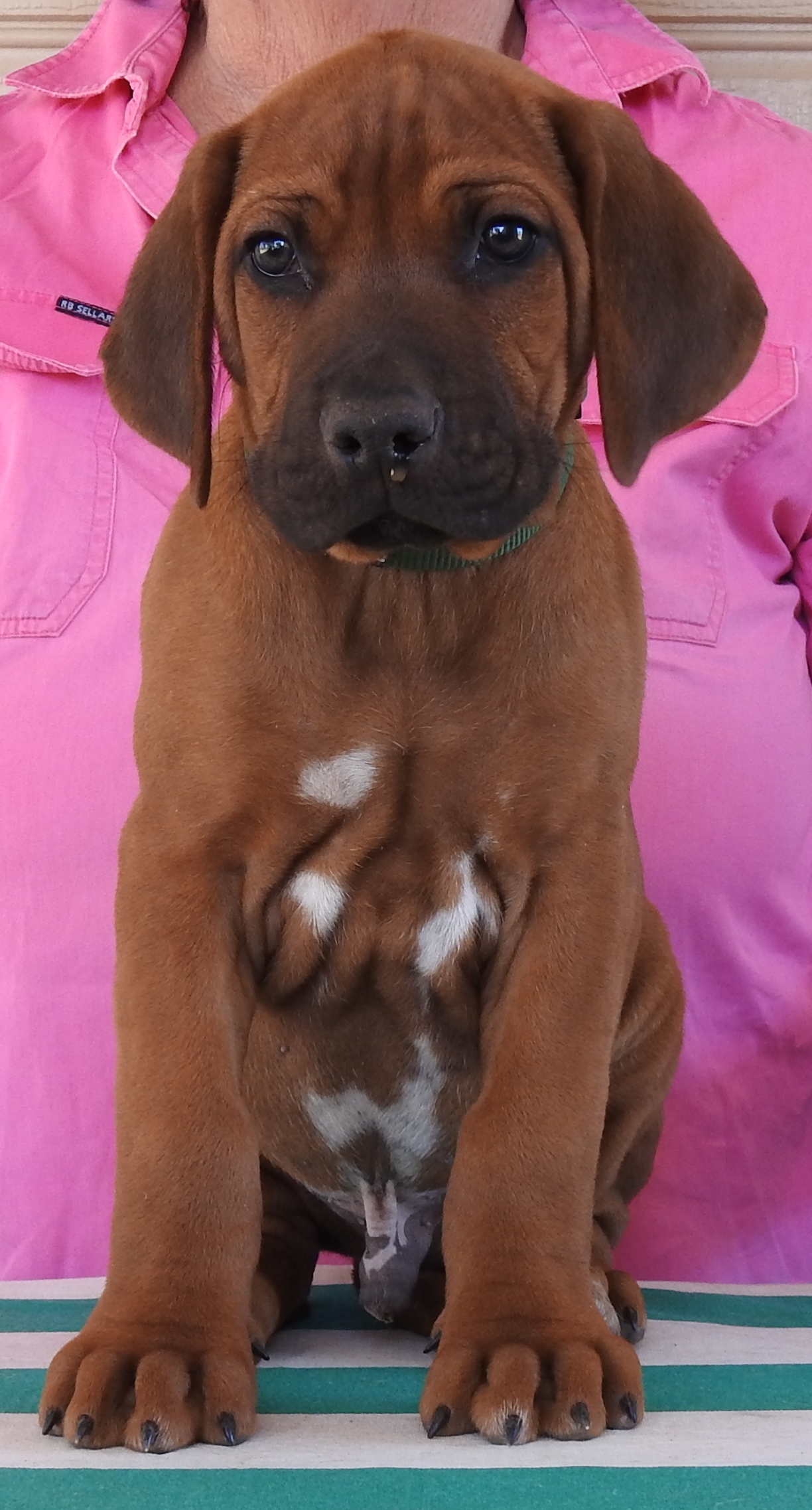 Litter No 18 – Riginal Rhodesian Ridgebacks