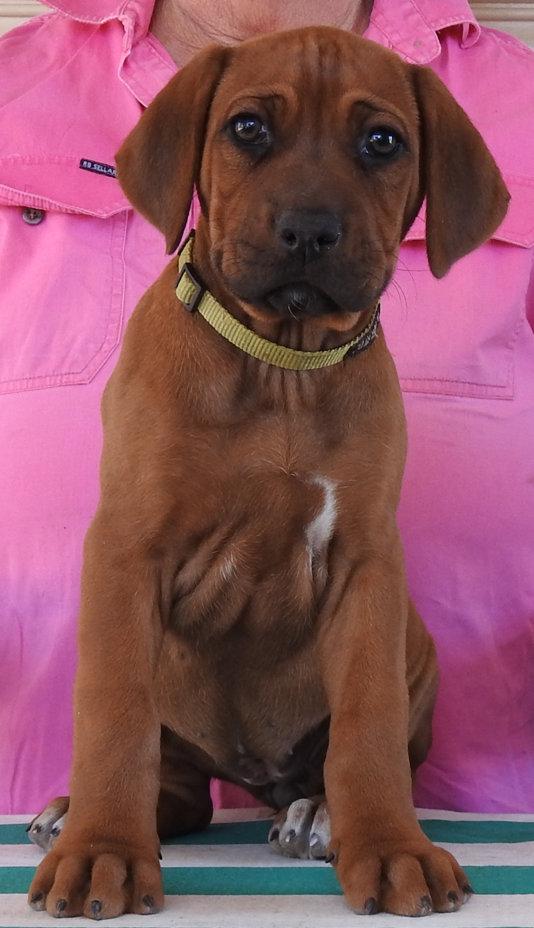 Litter No 18 – Riginal Rhodesian Ridgebacks