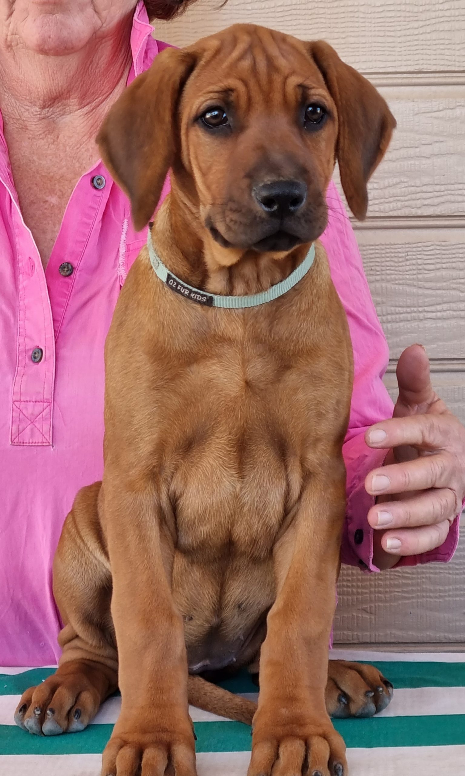 Western – Riginal Rhodesian Ridgebacks