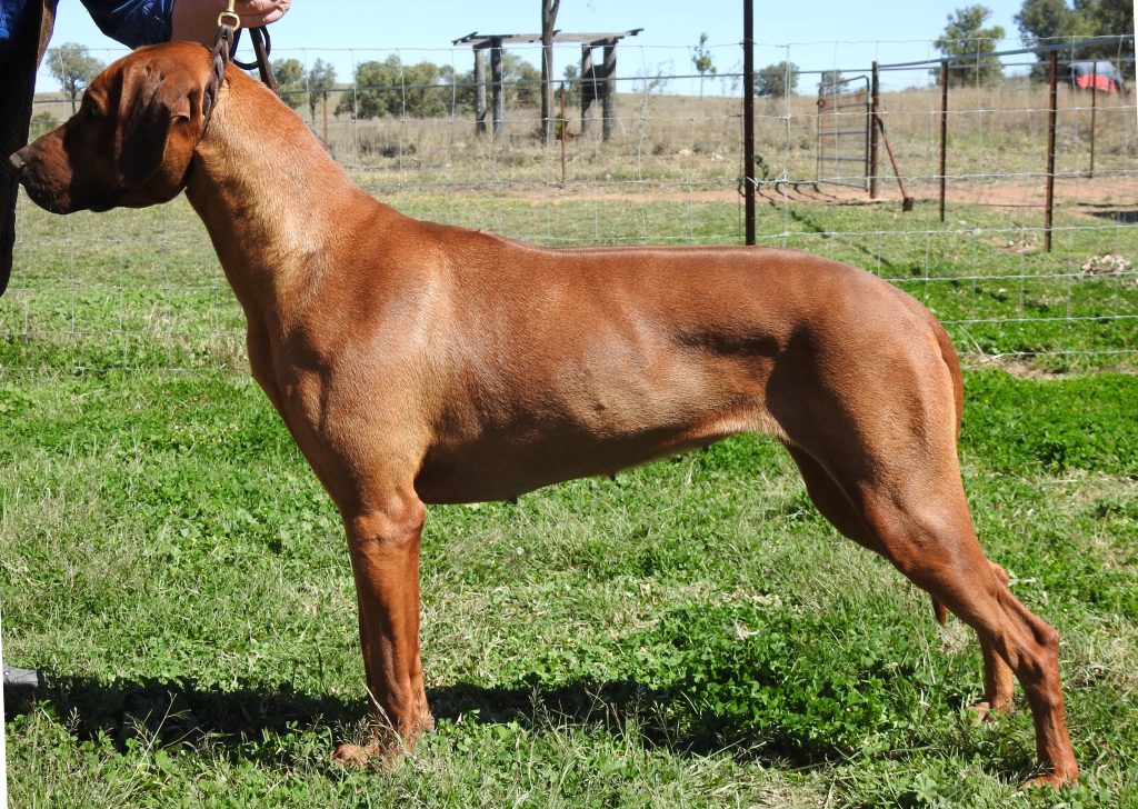 Pirate – Riginal Rhodesian Ridgebacks