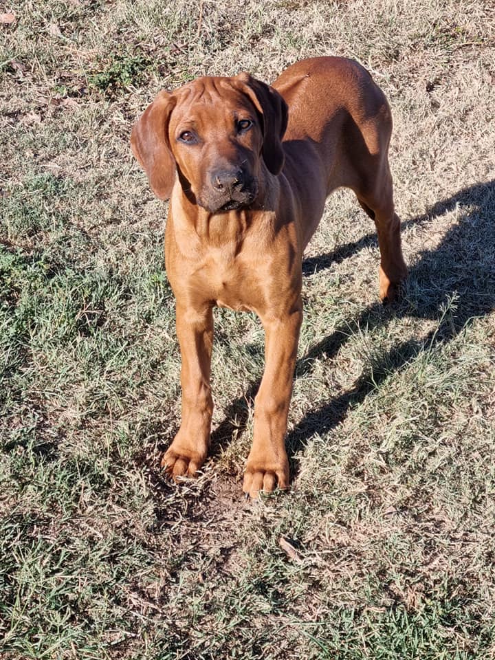 Western – Riginal Rhodesian Ridgebacks