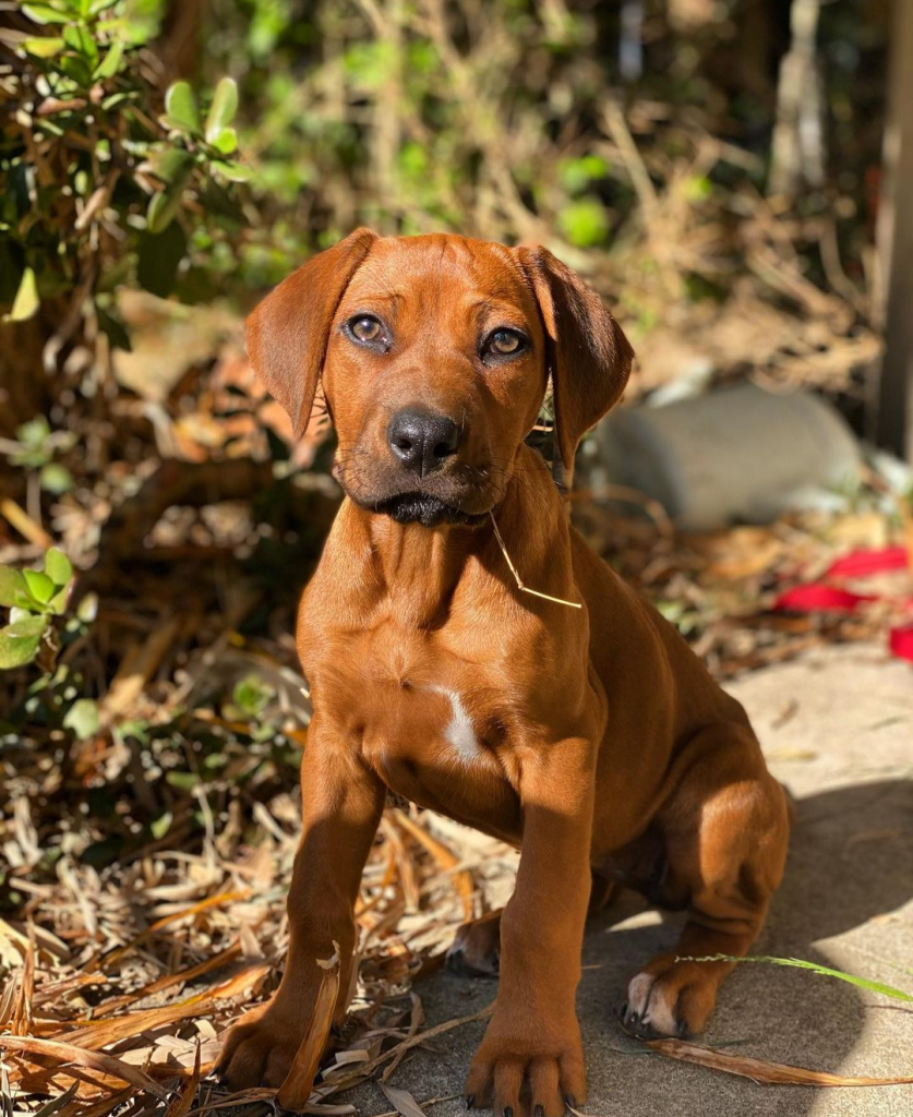 Updates 2021 – Riginal Rhodesian Ridgebacks