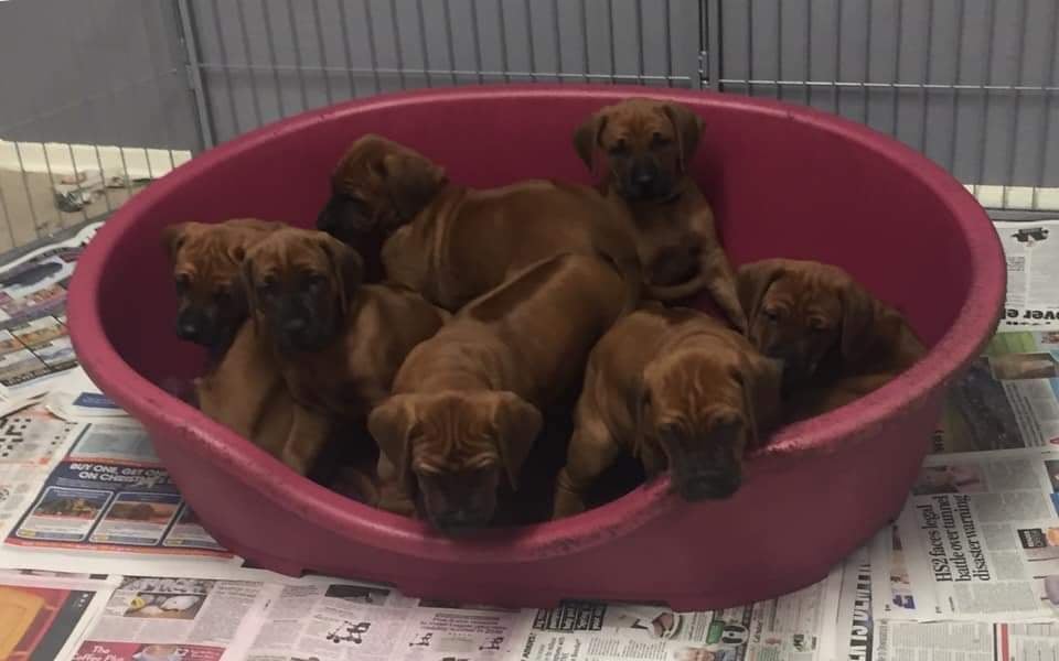 Doulen Luna 2019 – Riginal Rhodesian Ridgebacks