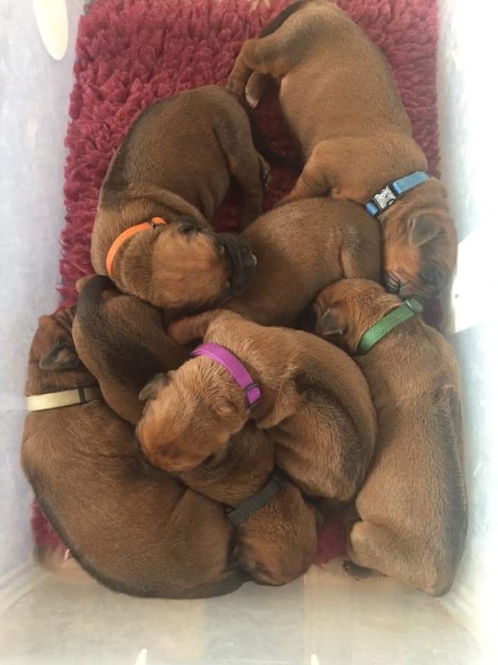 Doulen Luna 2019 – Riginal Rhodesian Ridgebacks