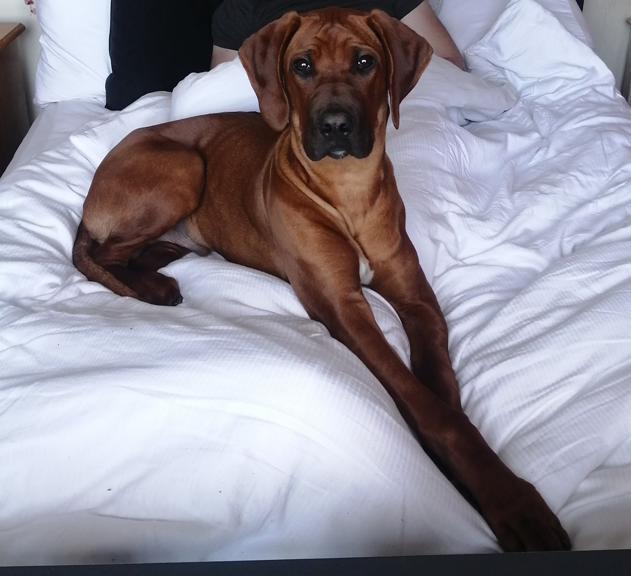 Doulen Luna 2019 – Riginal Rhodesian Ridgebacks