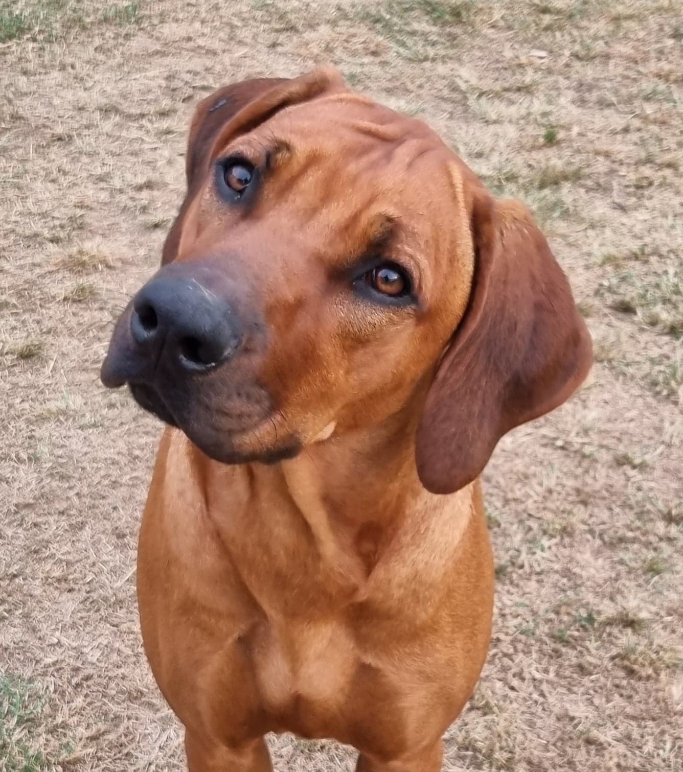 Western – Riginal Rhodesian Ridgebacks
