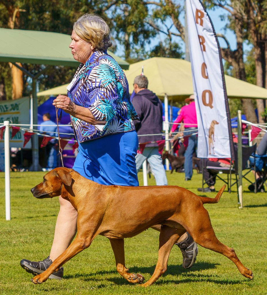 Updates 2022 – Riginal Rhodesian Ridgebacks