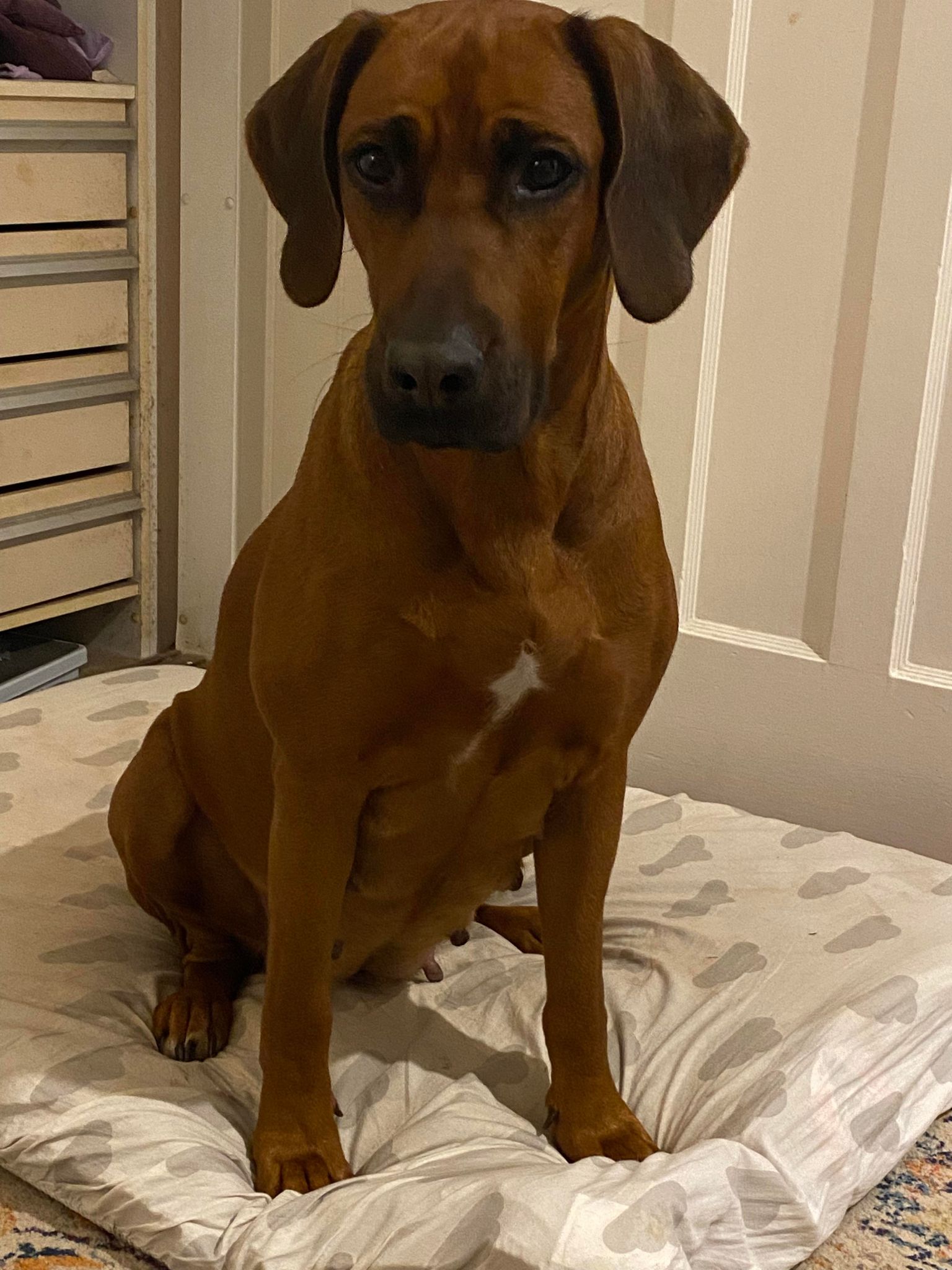 New Litters – Riginal Rhodesian Ridgebacks