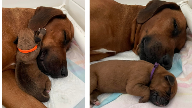 Riginal Rhodesian Ridgebacks – Rhodesian Ridgebacks, Queensland, Australia