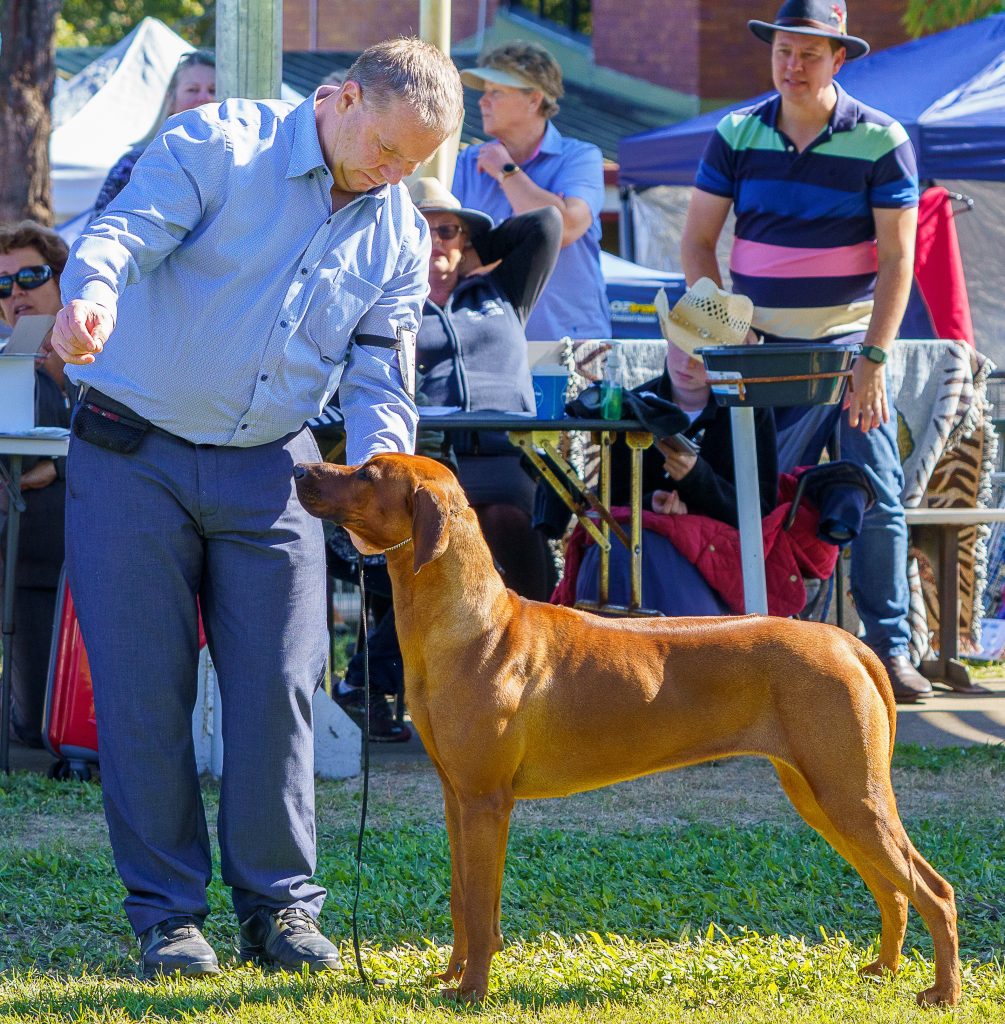 Updates 2022 – Riginal Rhodesian Ridgebacks