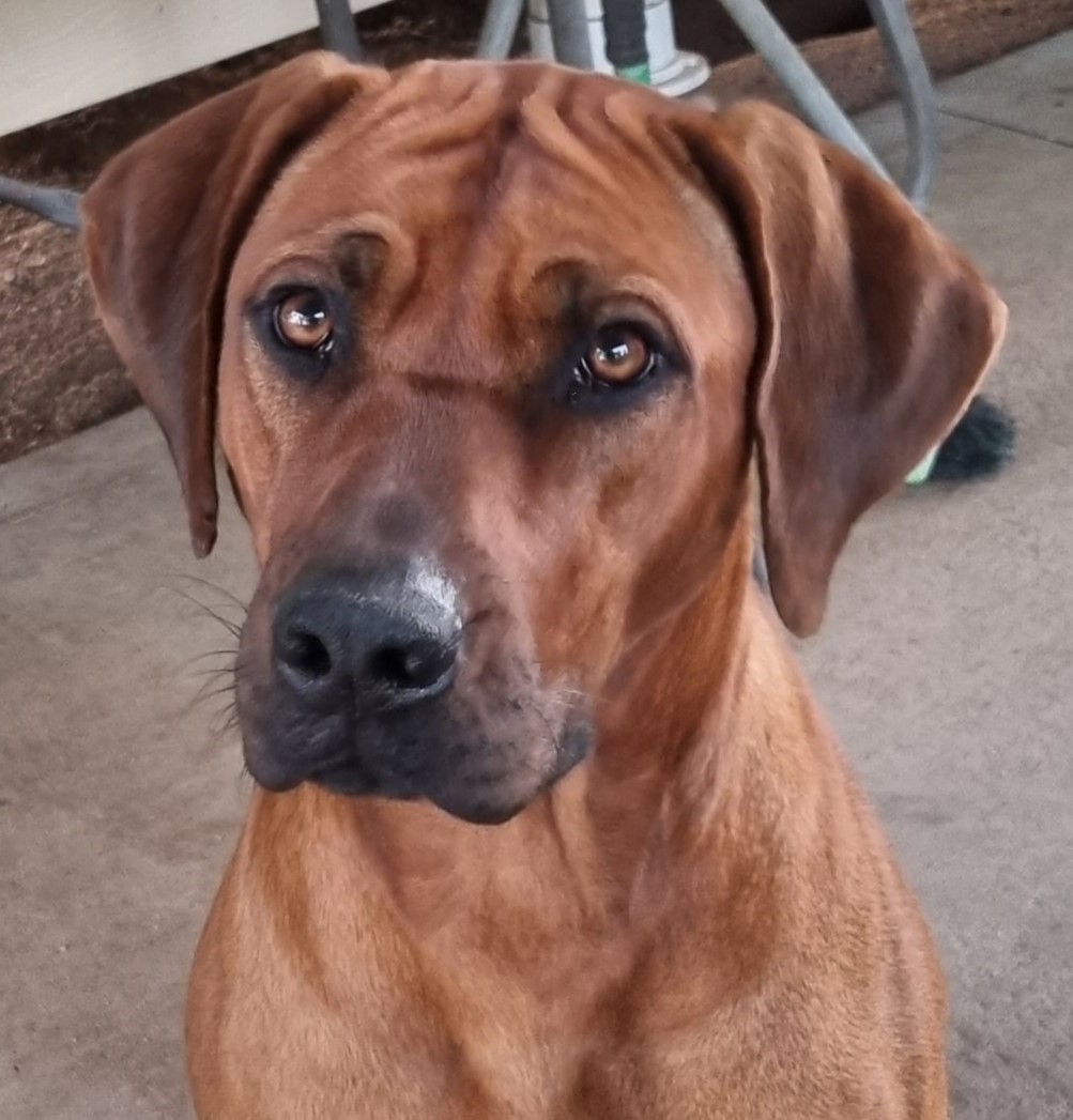 Pirate – Riginal Rhodesian Ridgebacks