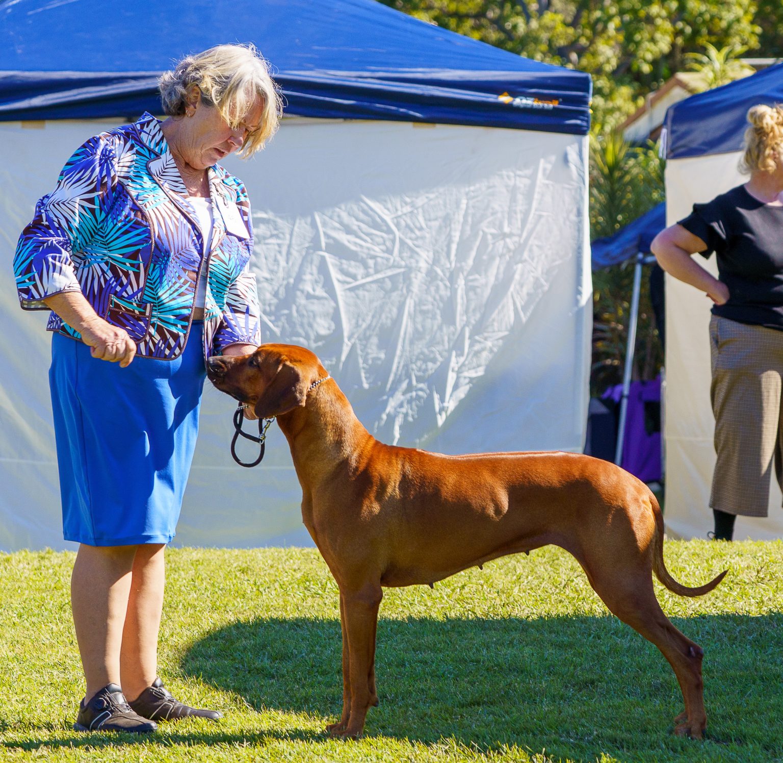 Riginal Rhodesian Ridgebacks – Rhodesian Ridgebacks, Queensland, Australia