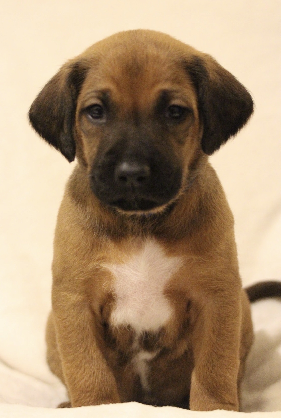 Updates 2022 – Riginal Rhodesian Ridgebacks