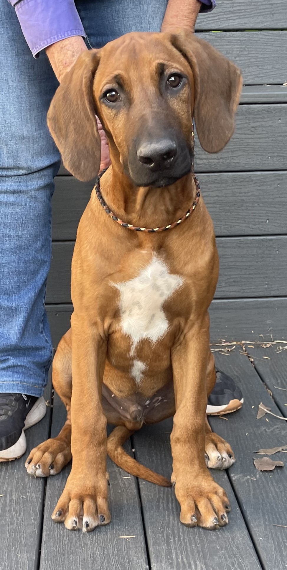 Updates 2022 – Riginal Rhodesian Ridgebacks