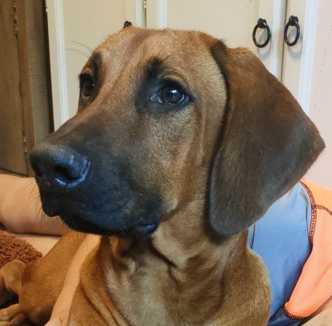 Updates 2023 – Riginal Rhodesian Ridgebacks