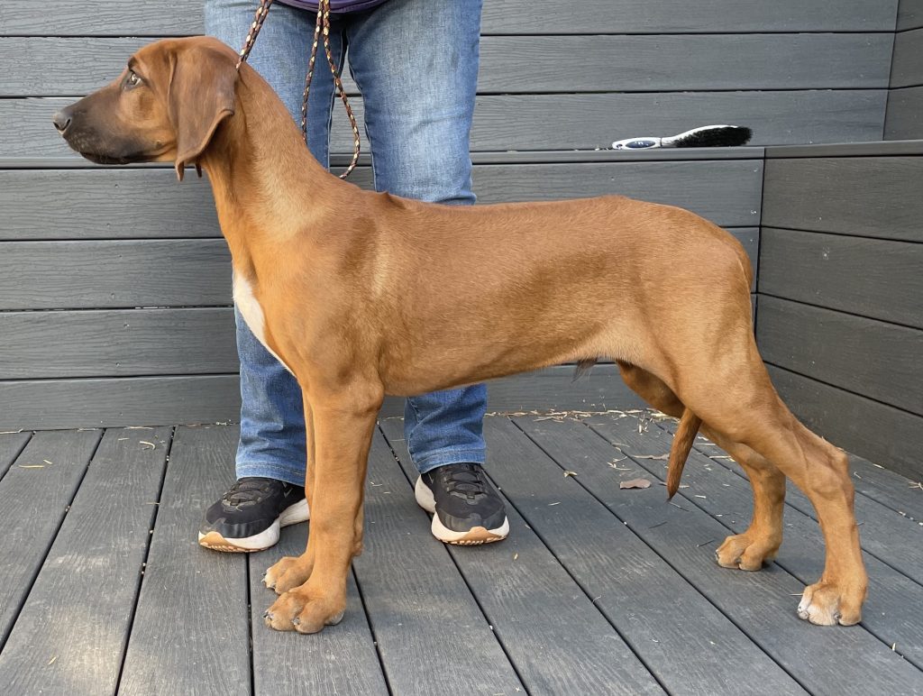 Updates 2022 – Riginal Rhodesian Ridgebacks