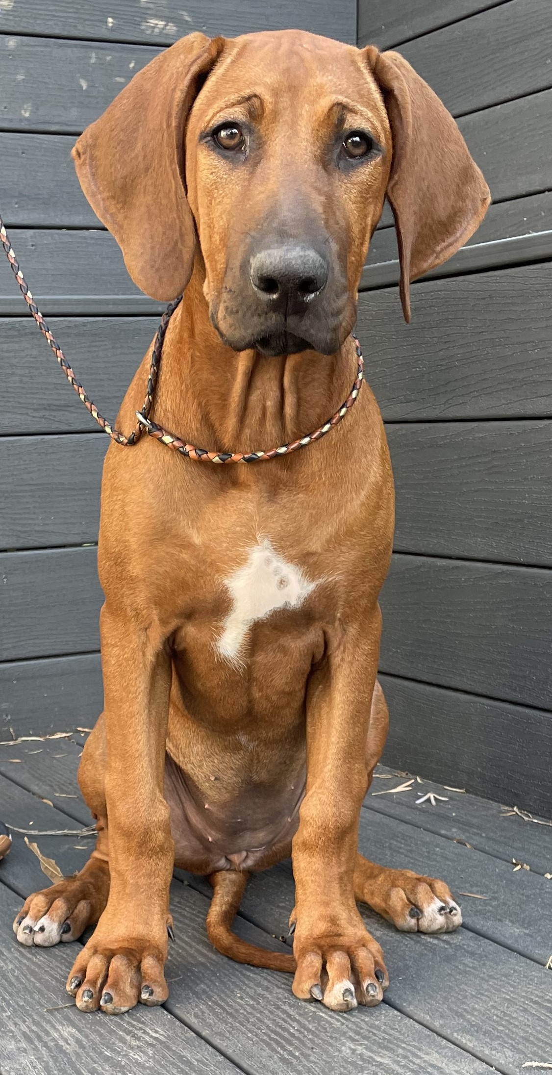Updates 2022 – Riginal Rhodesian Ridgebacks