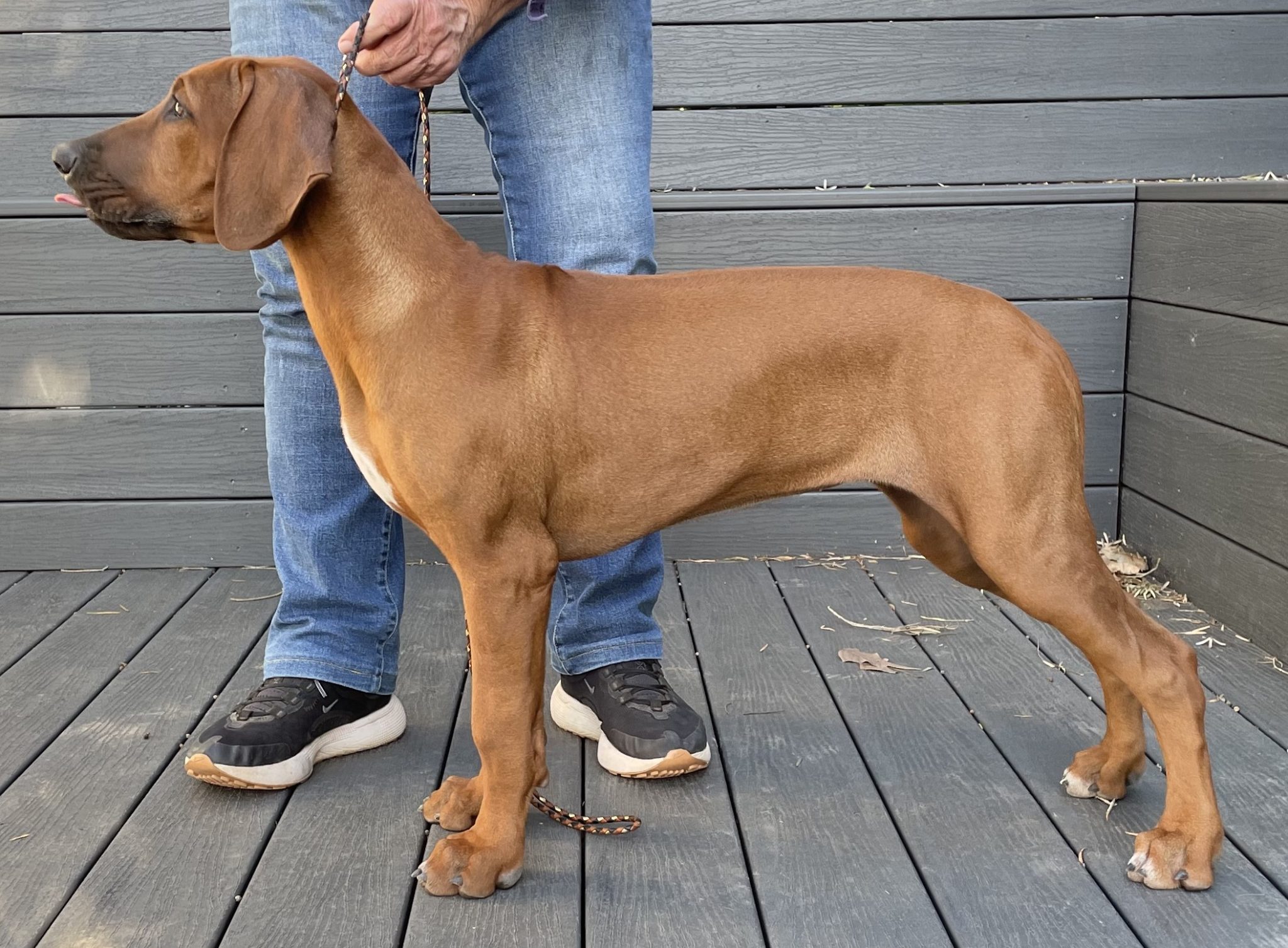 Updates 2022 – Riginal Rhodesian Ridgebacks
