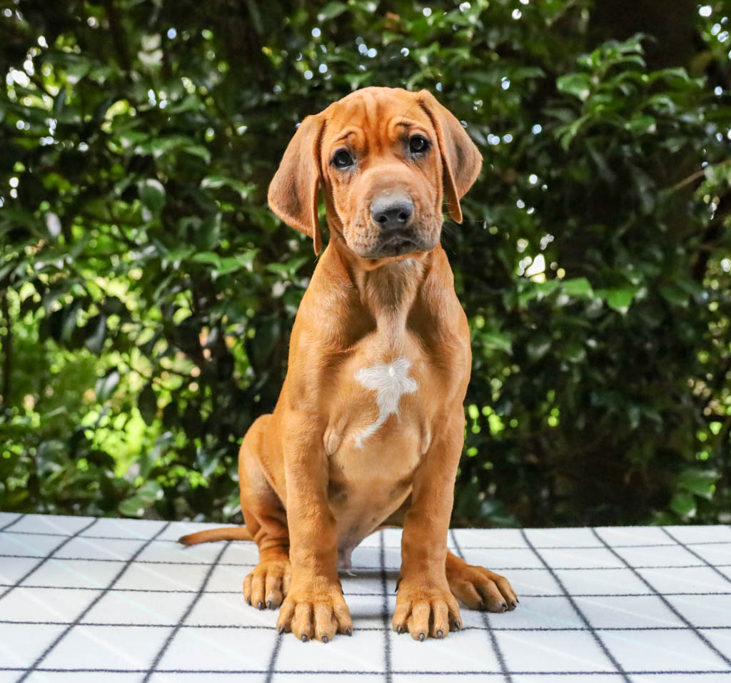 Riginal Rhodesian Ridgebacks – Rhodesian Ridgebacks, Queensland, Australia