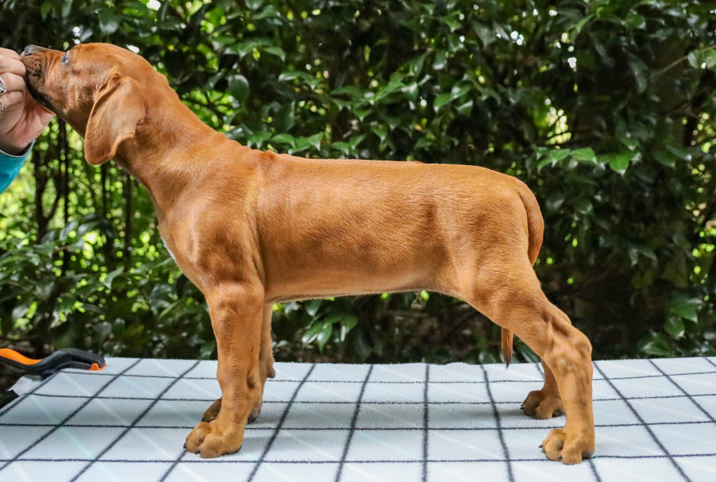Noah – Riginal Rhodesian Ridgebacks
