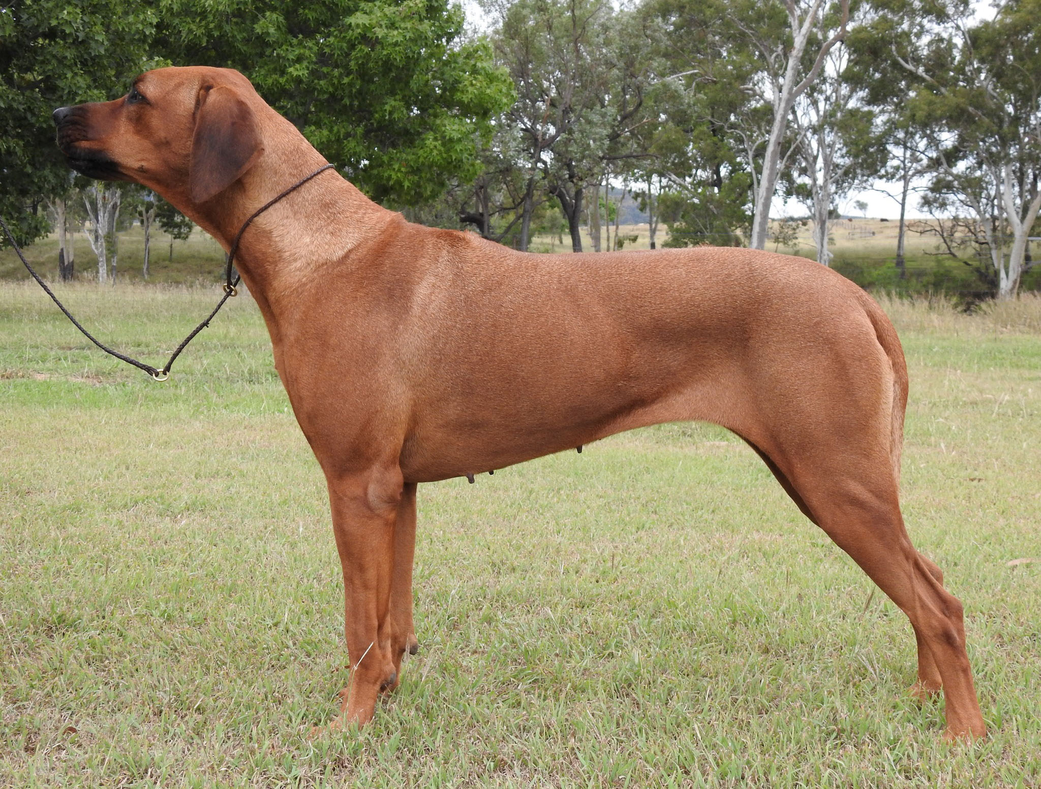 Western – Riginal Rhodesian Ridgebacks