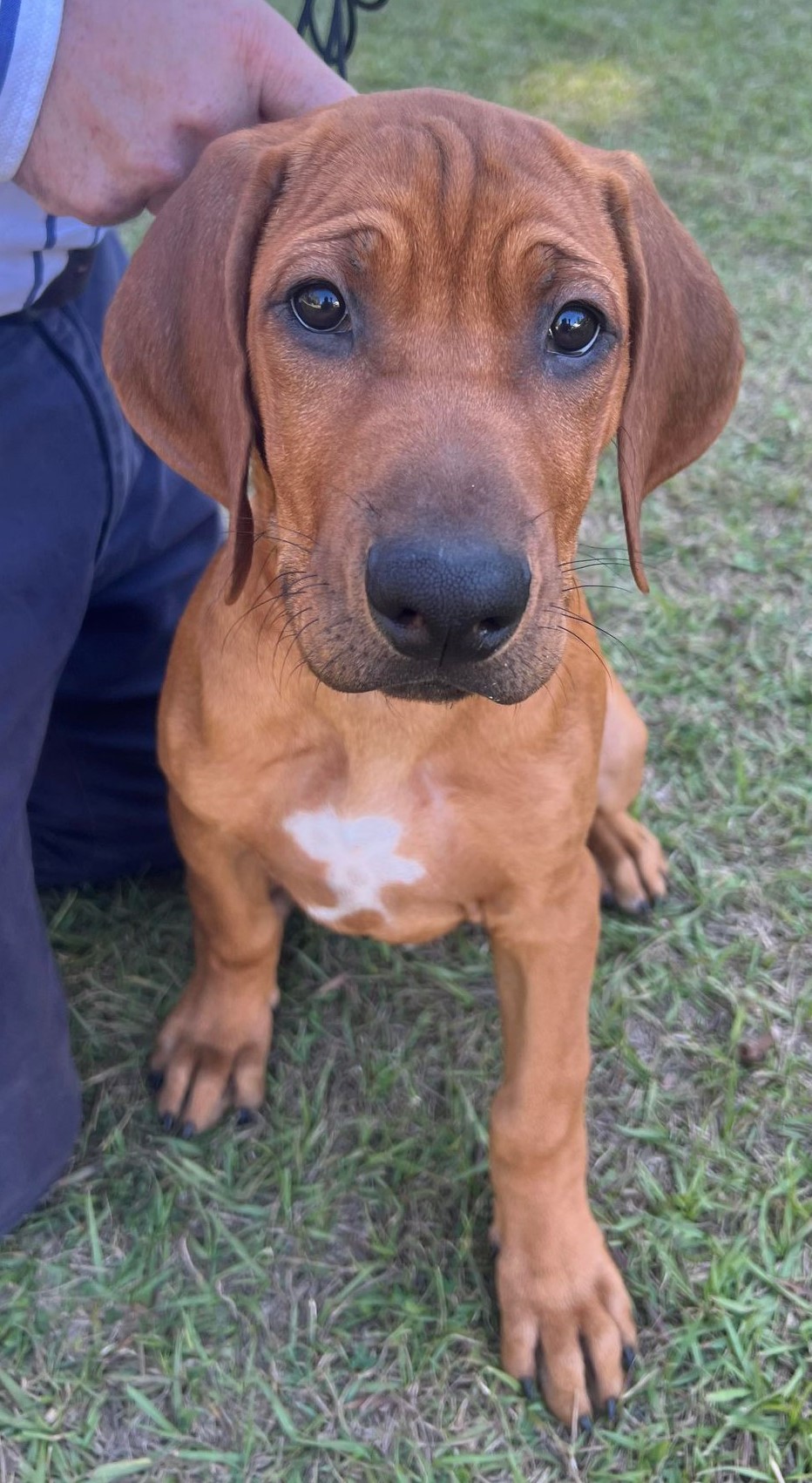 Updates 2023 – Riginal Rhodesian Ridgebacks