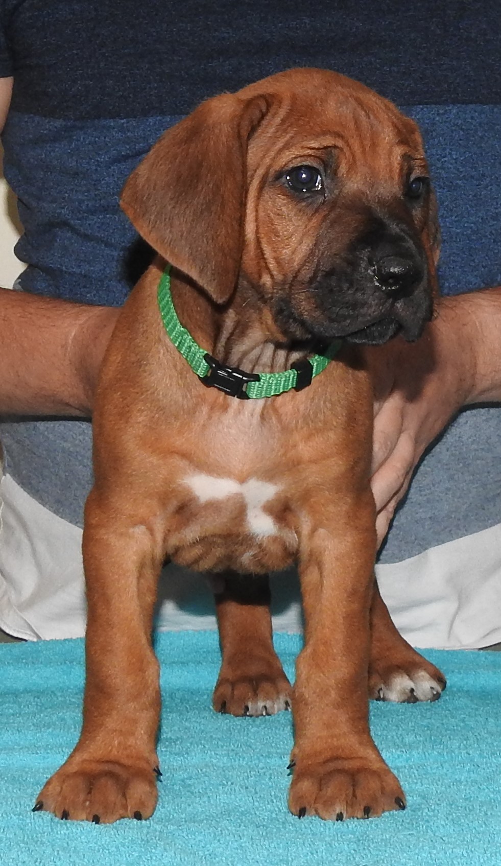 Updates 2023 – Riginal Rhodesian Ridgebacks