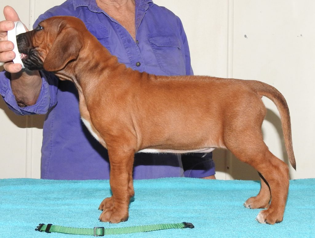 Updates 2023 – Riginal Rhodesian Ridgebacks