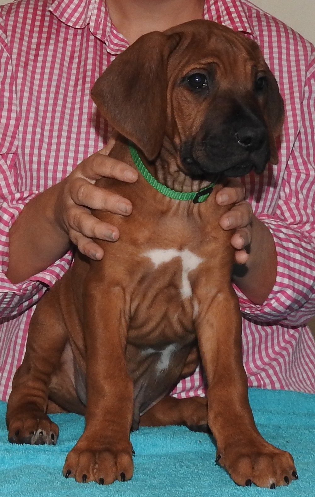 Updates 2023 – Riginal Rhodesian Ridgebacks