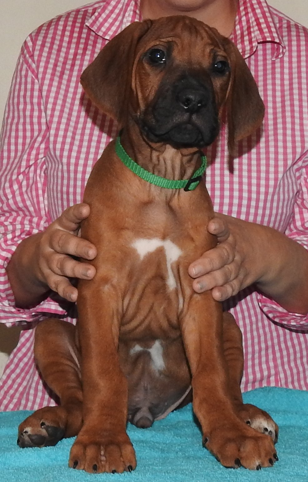 Litter No 20 – Riginal Rhodesian Ridgebacks