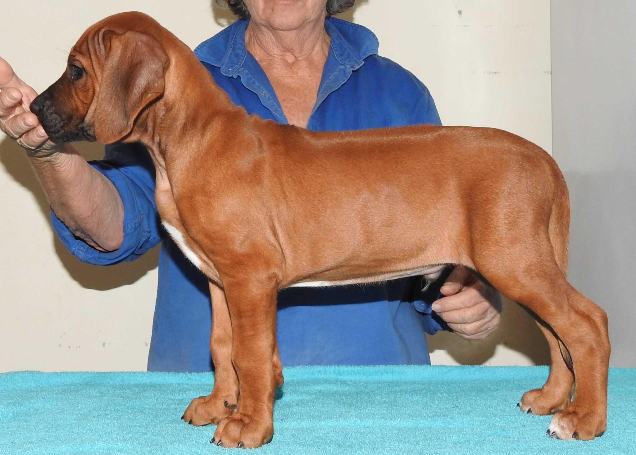 Updates 2023 – Riginal Rhodesian Ridgebacks