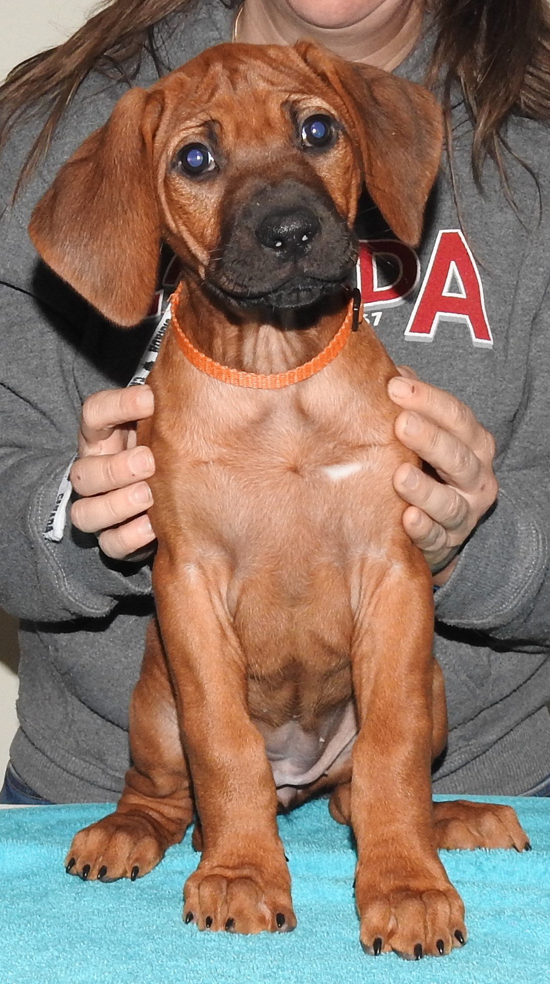 Litter No 20 – Riginal Rhodesian Ridgebacks