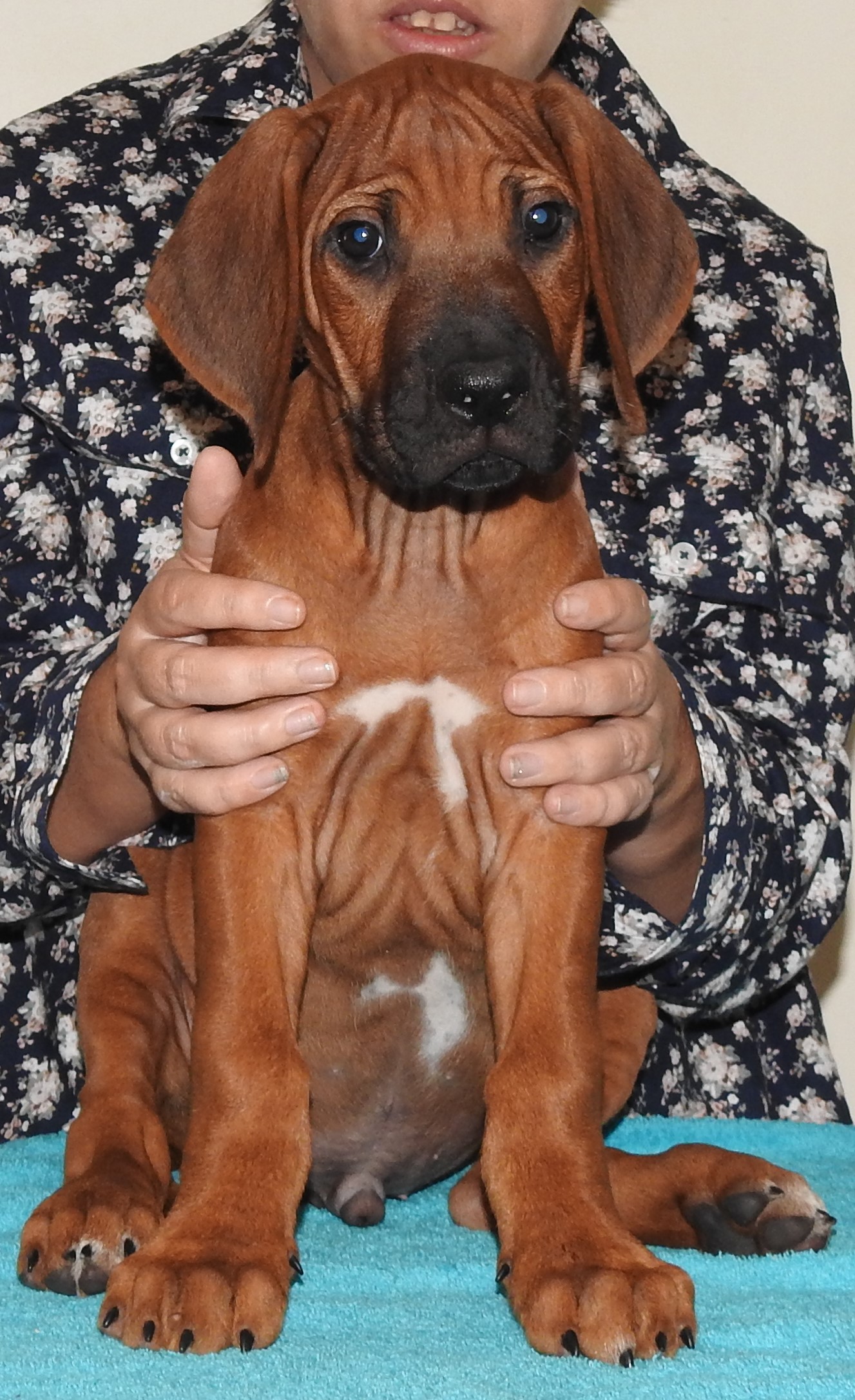 Updates 2023 – Riginal Rhodesian Ridgebacks